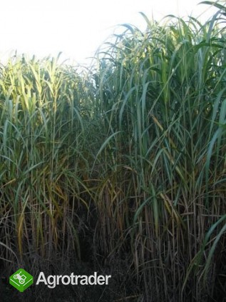 ROŚLINY ENERGETYCZNE ? Miskant, Ślazowiec, Wierzba Pienice • Agrotrader.pl