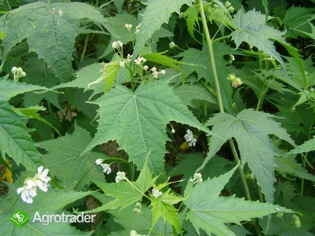 ROŚLINY ENERGETYCZNE ? Miskant, Ślazowiec, Wierzba Pienice • Agrotrader.pl
